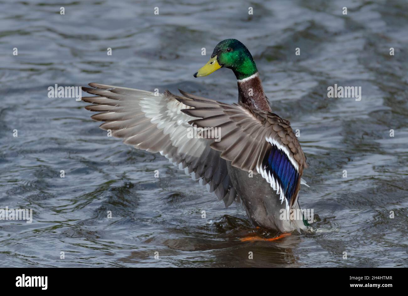 Anatra che sbatte le ali immagini e fotografie stock ad alta ...
