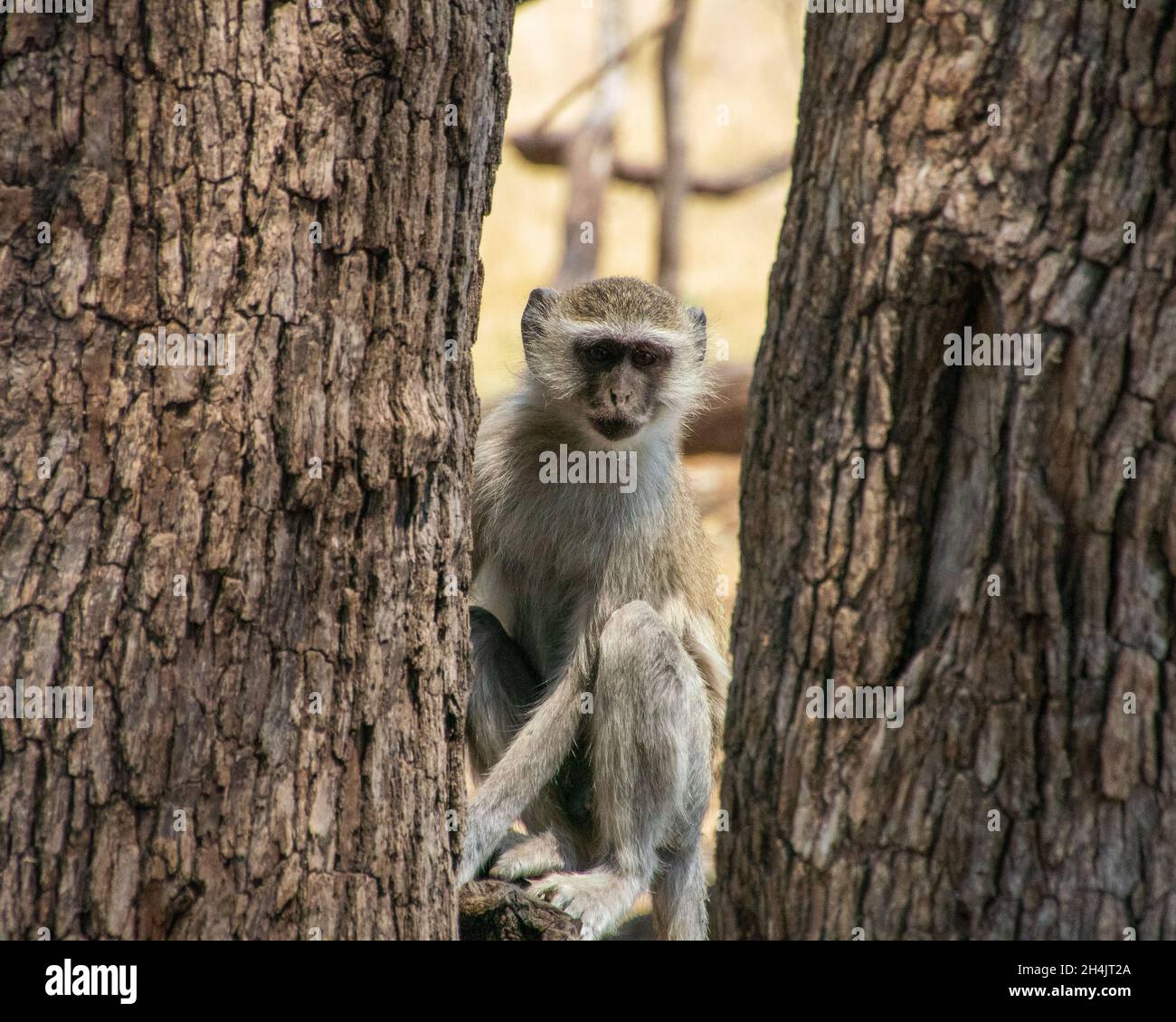 Scimmia vervet, o vervet, una scimmia del Vecchio mondo della famiglia ...