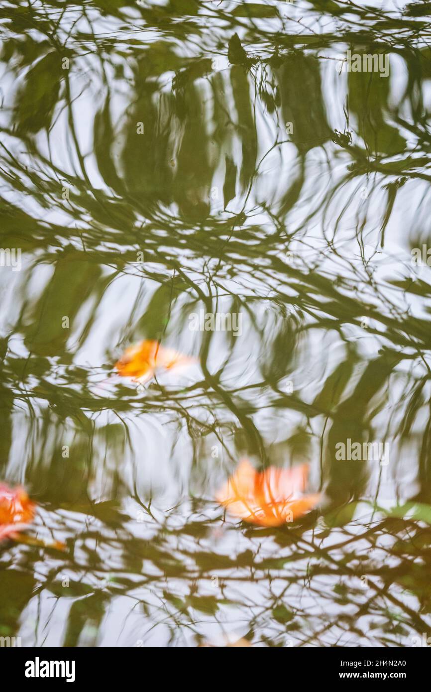 Foglie e rami si riflettono sulla superficie di un lago, creando un ...