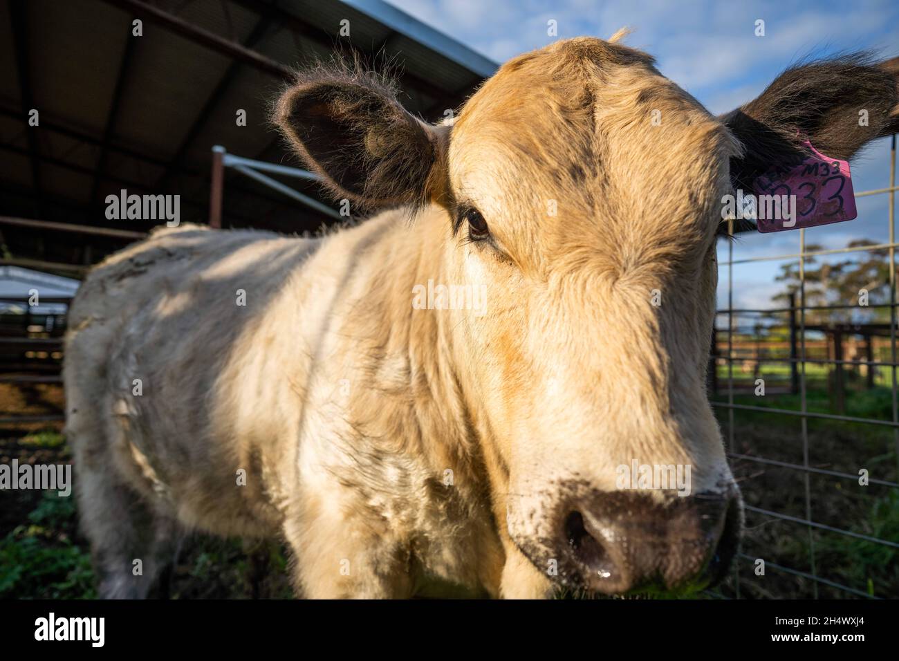 Primo piano di tori di manzo stud e mucche pascolo su erba in un campo ...