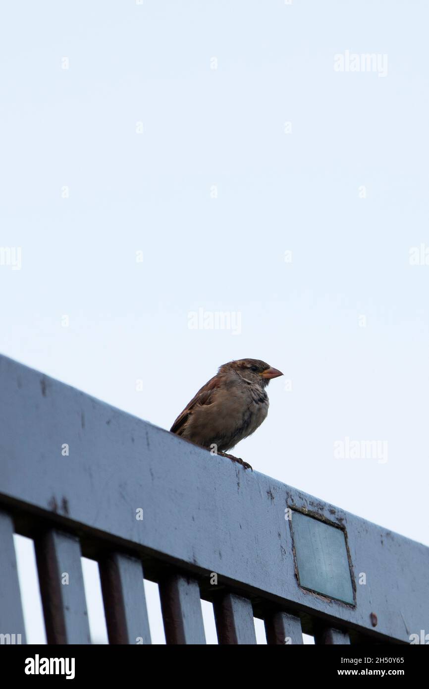 Passero del vecchio mondo immagini e fotografie stock ad alta ...