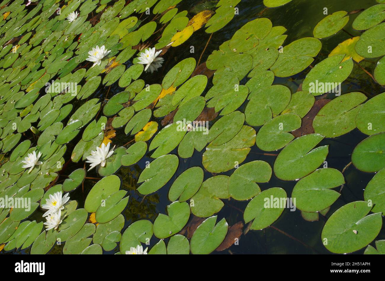Simbolo di purezza immagini e fotografie stock ad alta risoluzione - Alamy