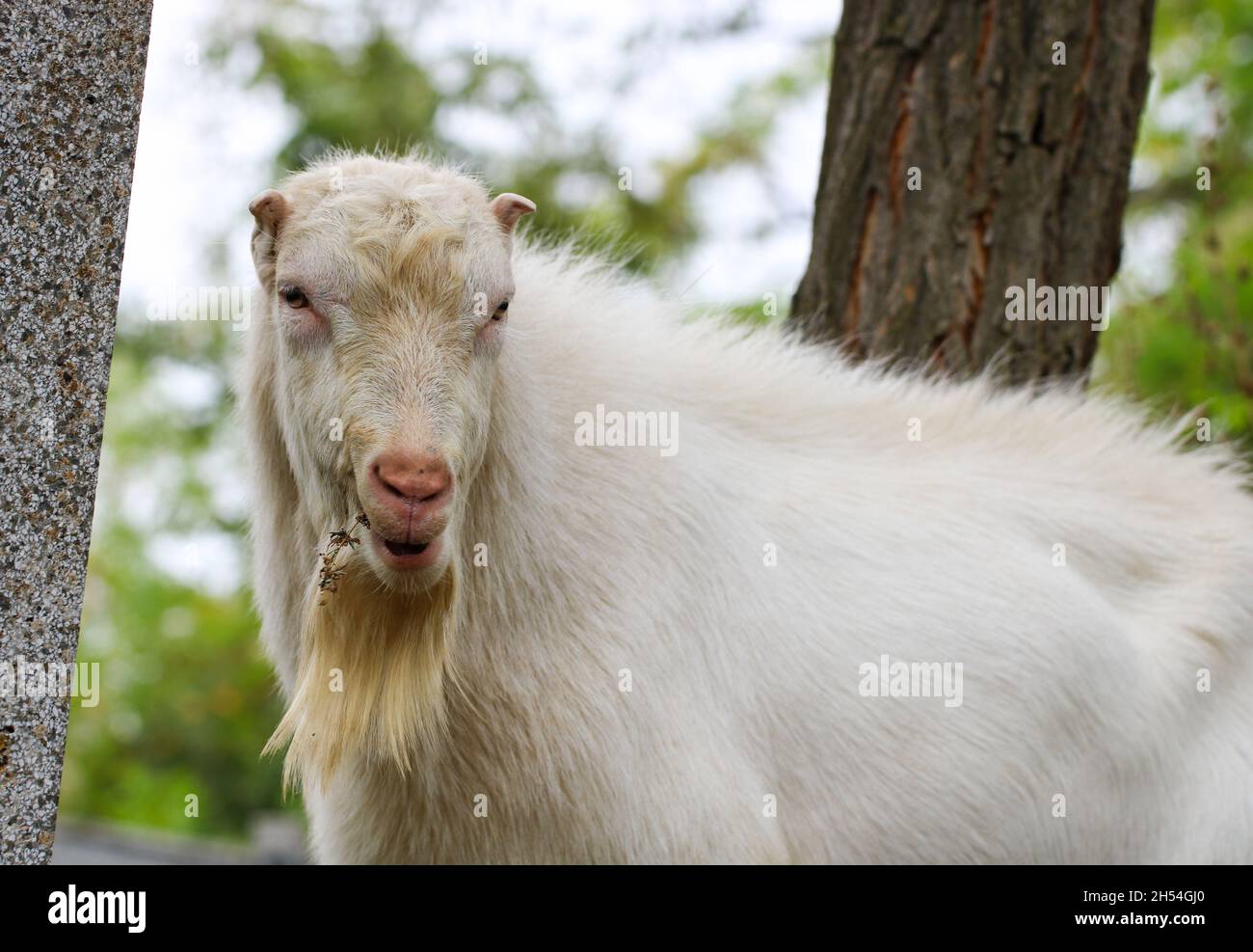 Capre carine immagini e fotografie stock ad alta risoluzione - Alamy