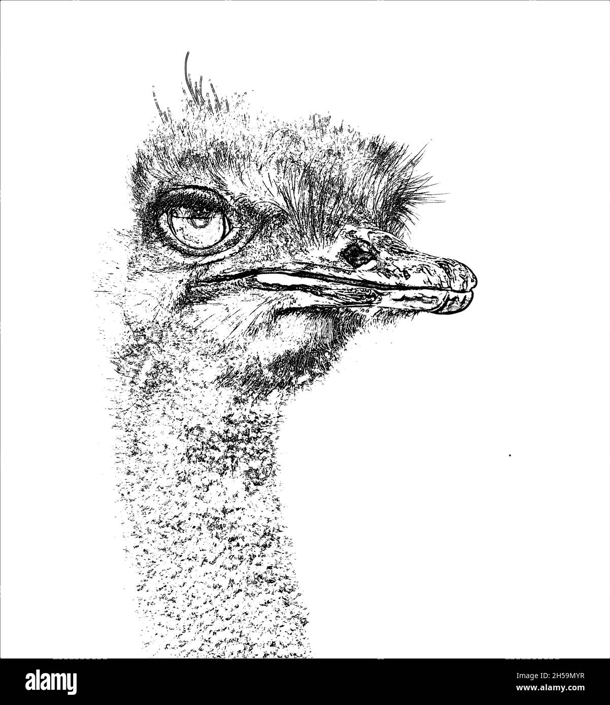 Pelle di struzzo immagini e fotografie stock ad alta risoluzione - Alamy