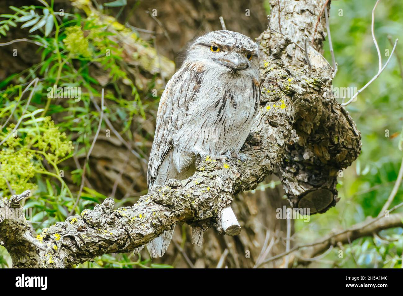 Uccelli rapaci australiani immagini e fotografie stock ad alta ...