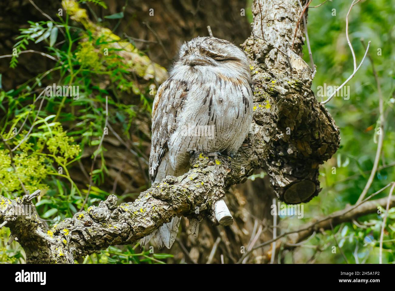Uccelli rapaci australiani immagini e fotografie stock ad alta ...