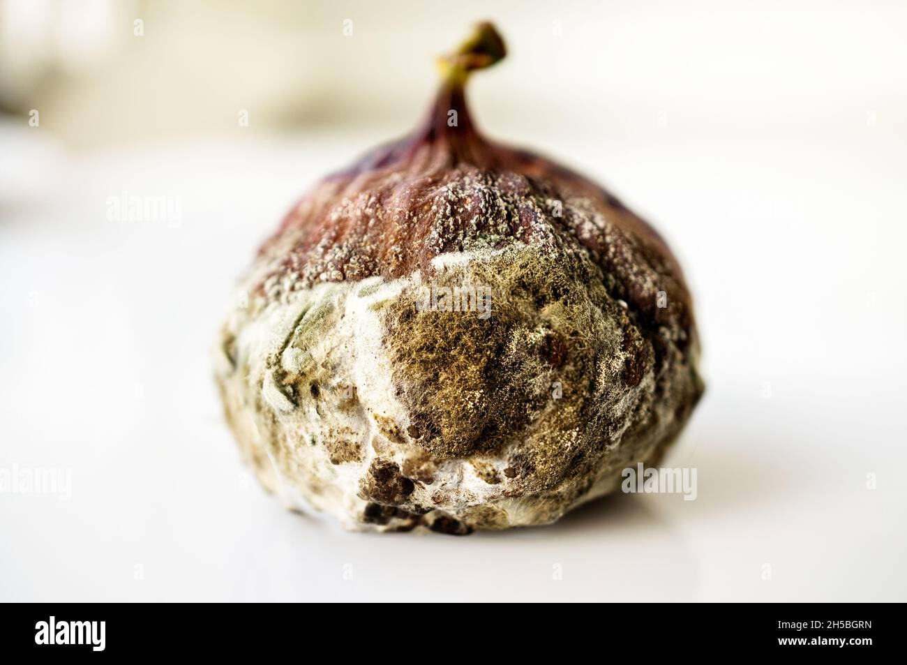 Muffa sui fichi immagini e fotografie stock ad alta risoluzione - Alamy