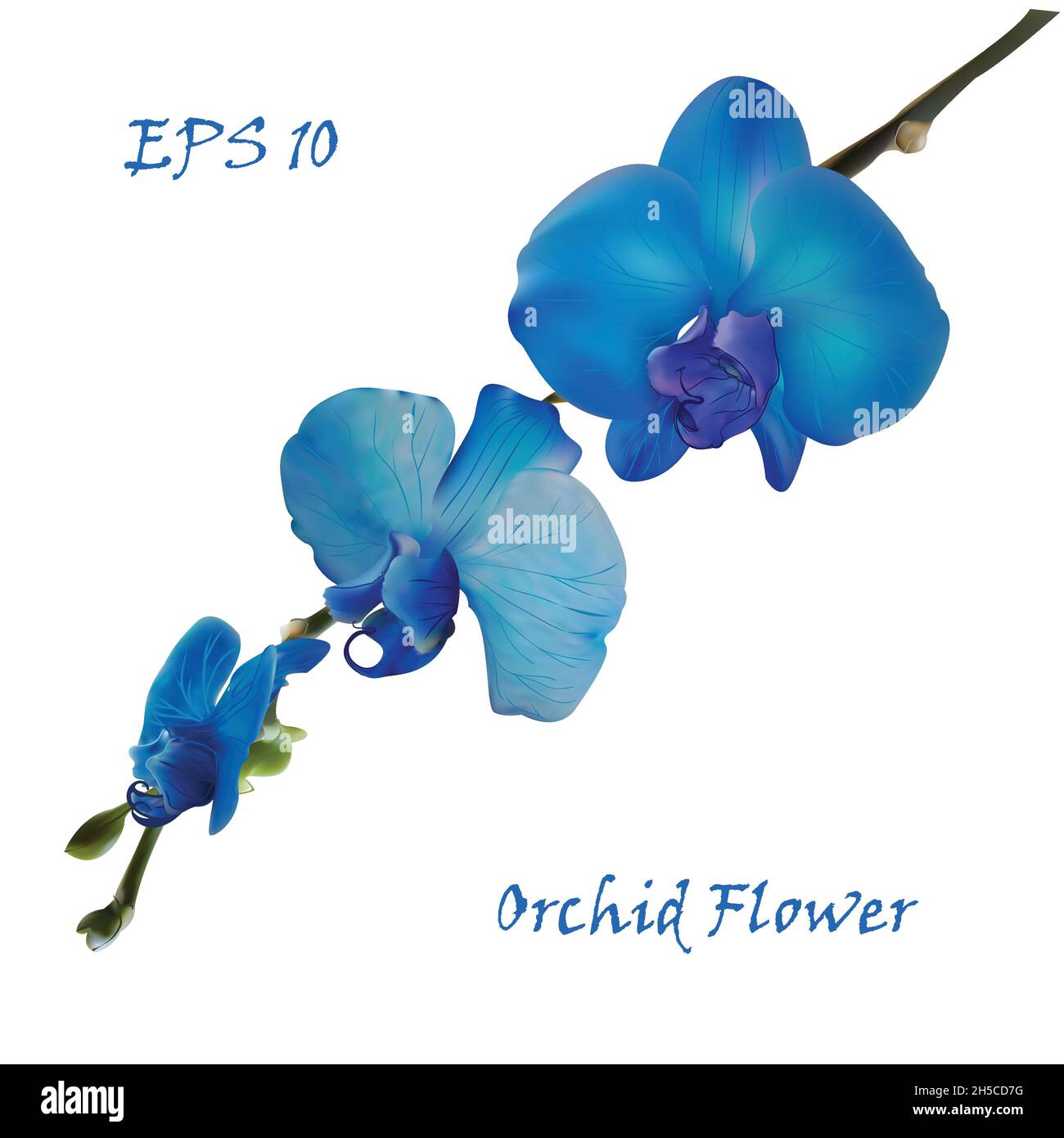 Pianta di orchidea blu Immagini Vettoriali Stock - Alamy