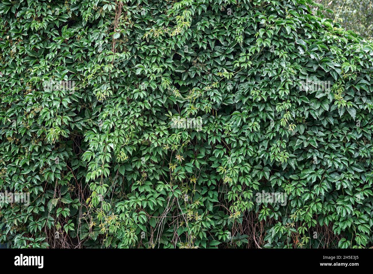 Cespuglio verde lussureggiante immagini e fotografie stock ad alta ...