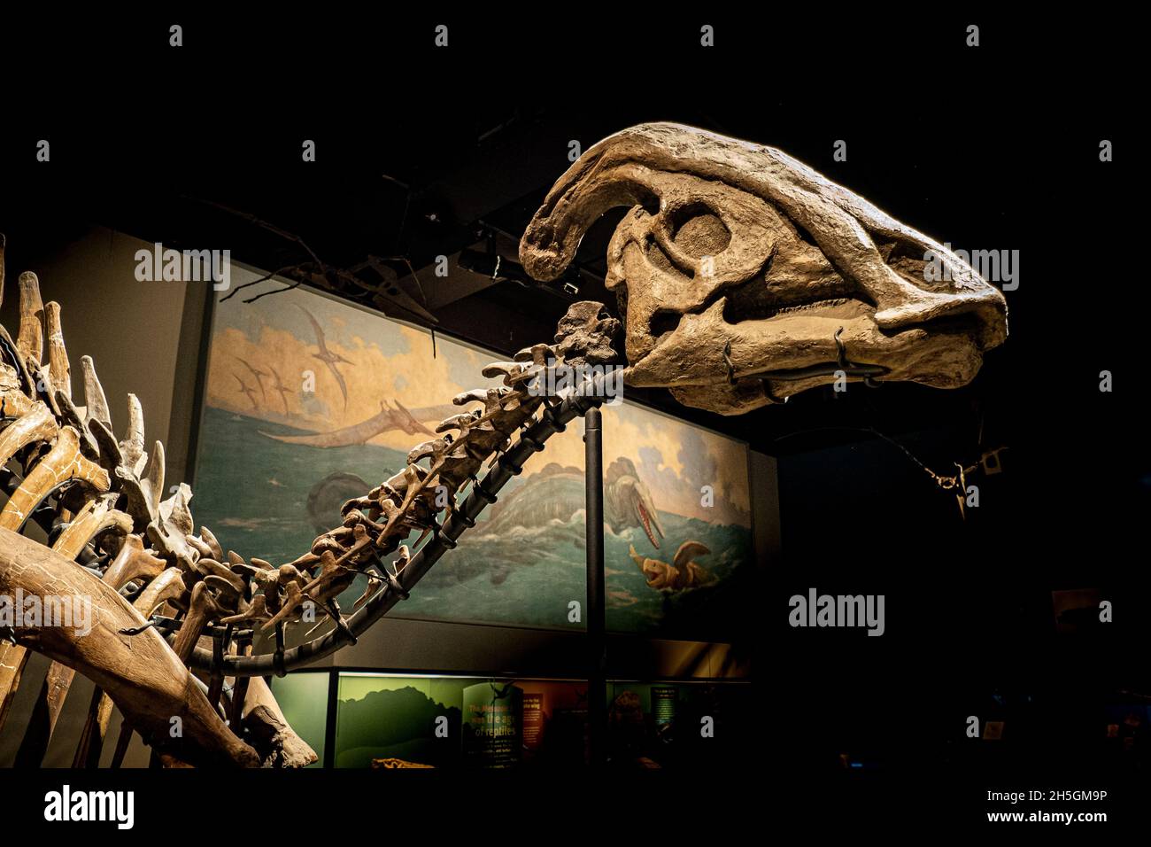 Parasaurolophus dinosaur immagini e fotografie stock ad alta ...