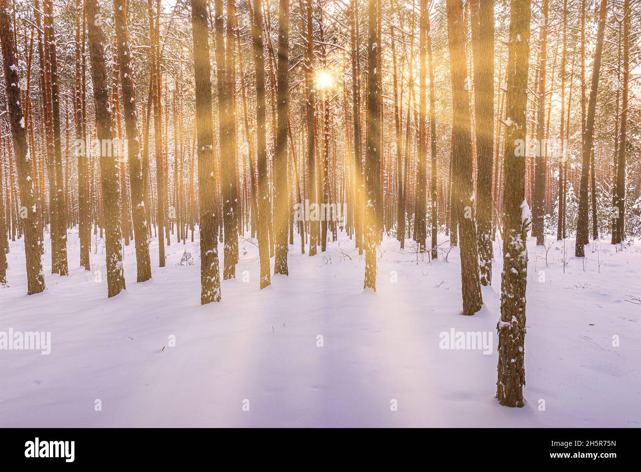Tramonto o alba nella pineta invernale coperta di neve. File di tronchi ...