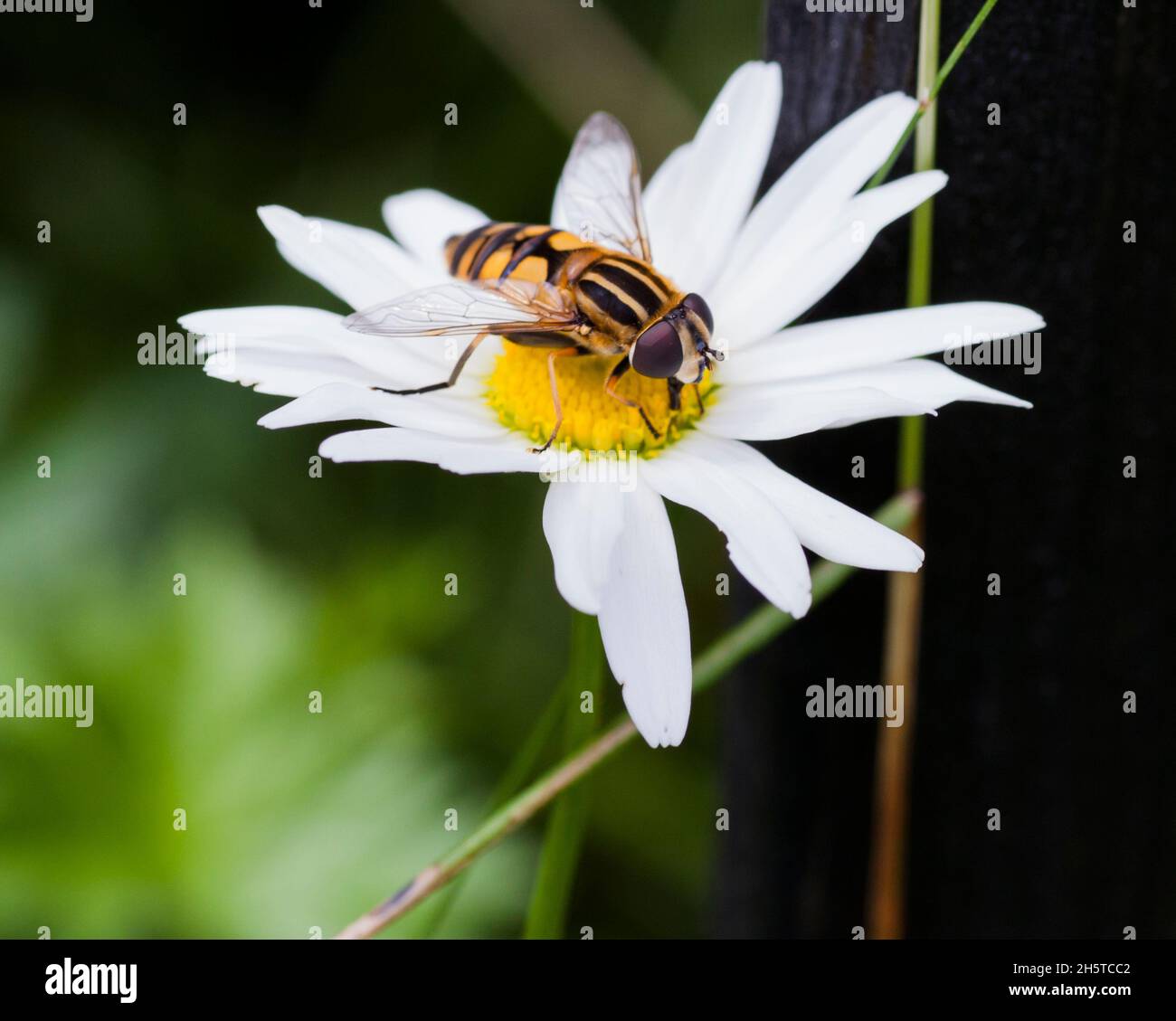 Helophilus pendulus helophilus pendulus immagini e fotografie stock ad ...