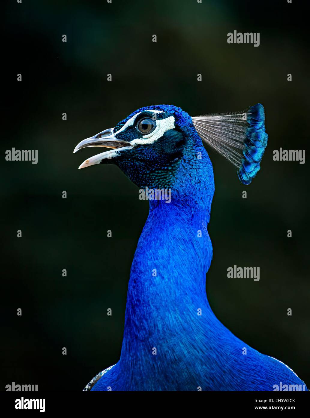 Free peacock immagini e fotografie stock ad alta risoluzione - Alamy