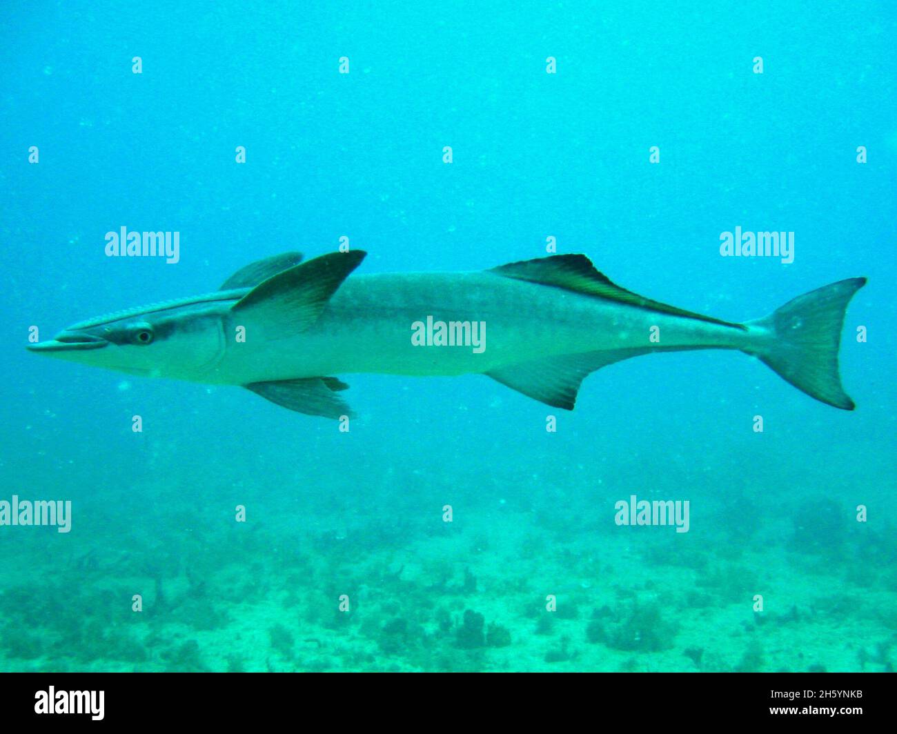 Rimedio comune remora remora immagini e fotografie stock ad alta ...