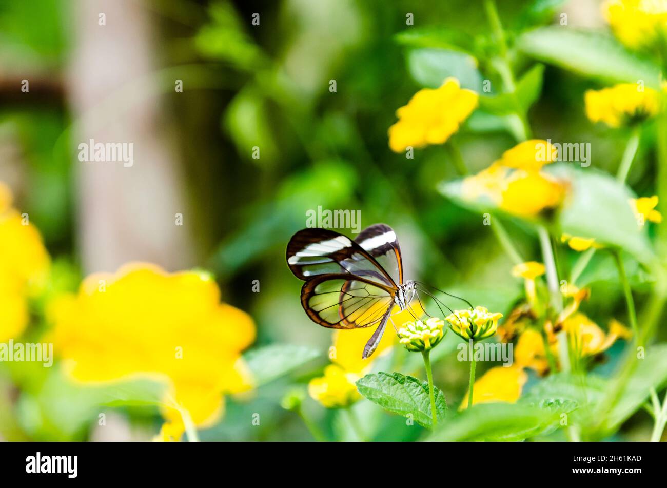Insetto ala trasparente immagini e fotografie stock ad alta risoluzione ...