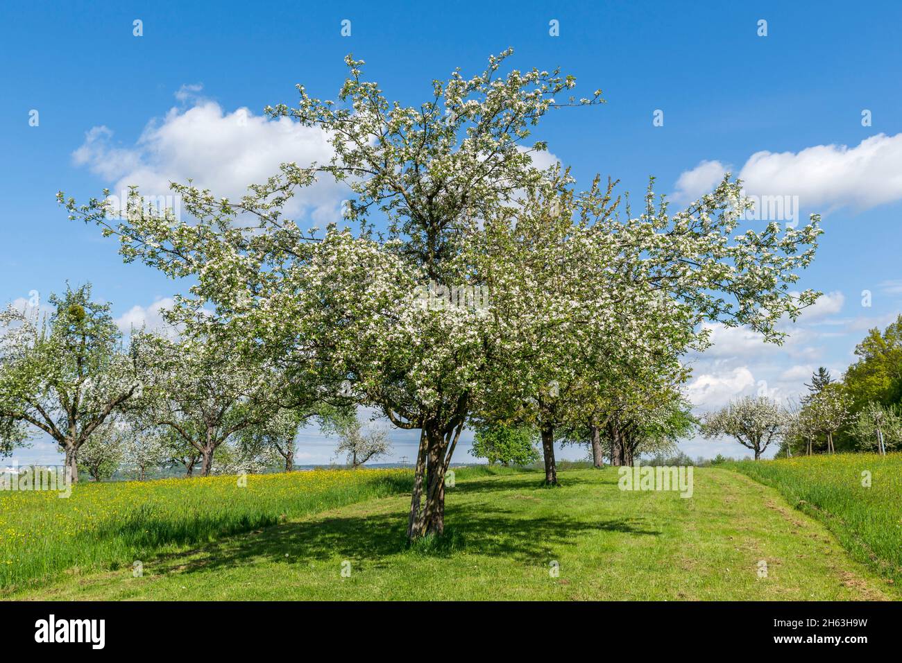 Prato con alberi da frutto in fiore immagini e fotografie stock ad alta ...
