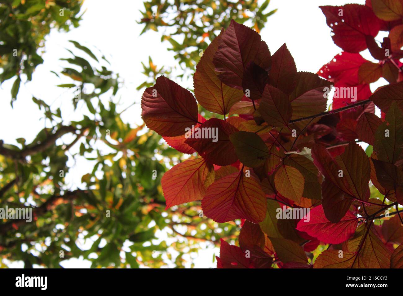 Pianta del drago di fuoco immagini e fotografie stock ad alta ...