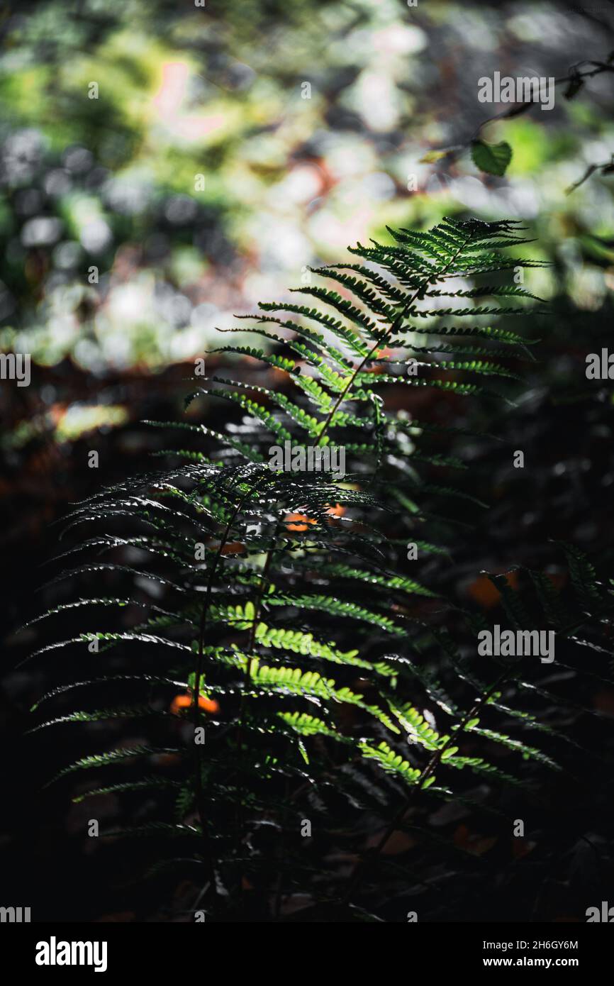 Pollok house park glasgow immagini e fotografie stock ad alta ...