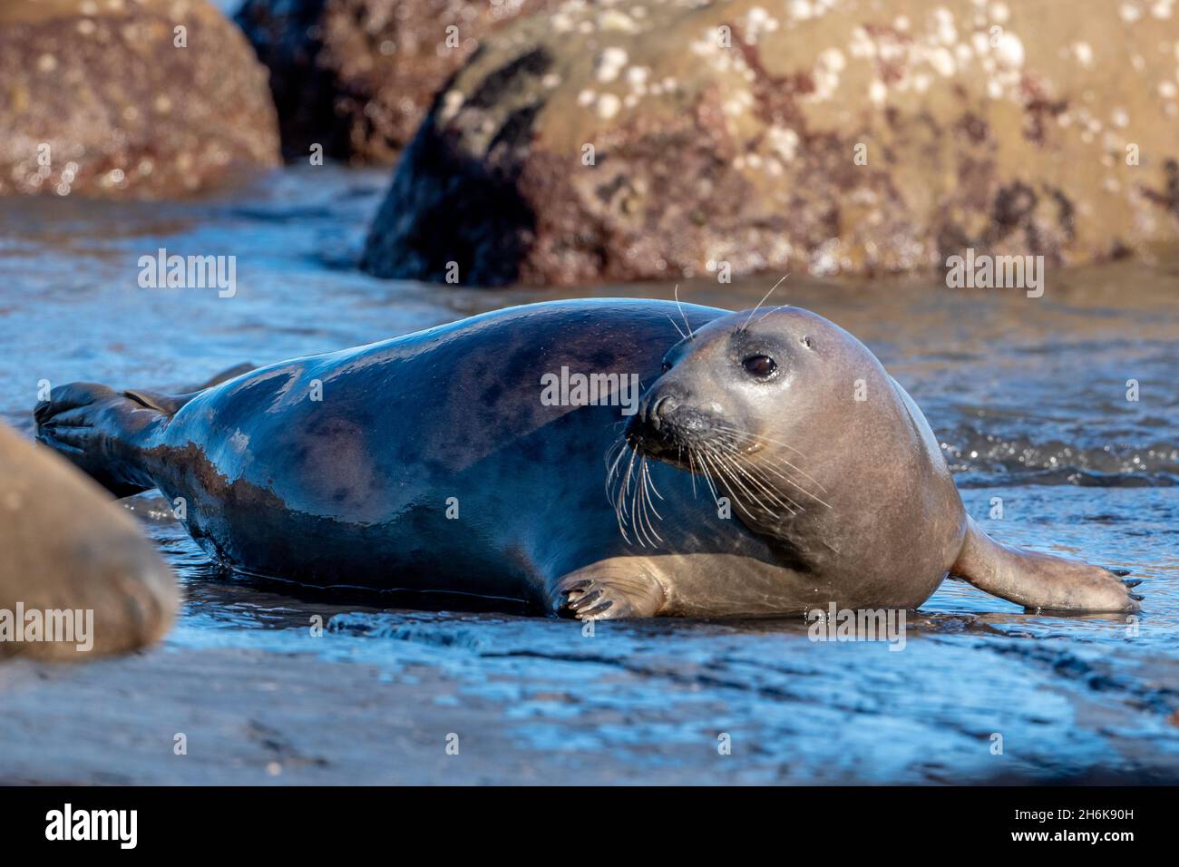 Foca grigia yorkshire immagini e fotografie stock ad alta risoluzione ...