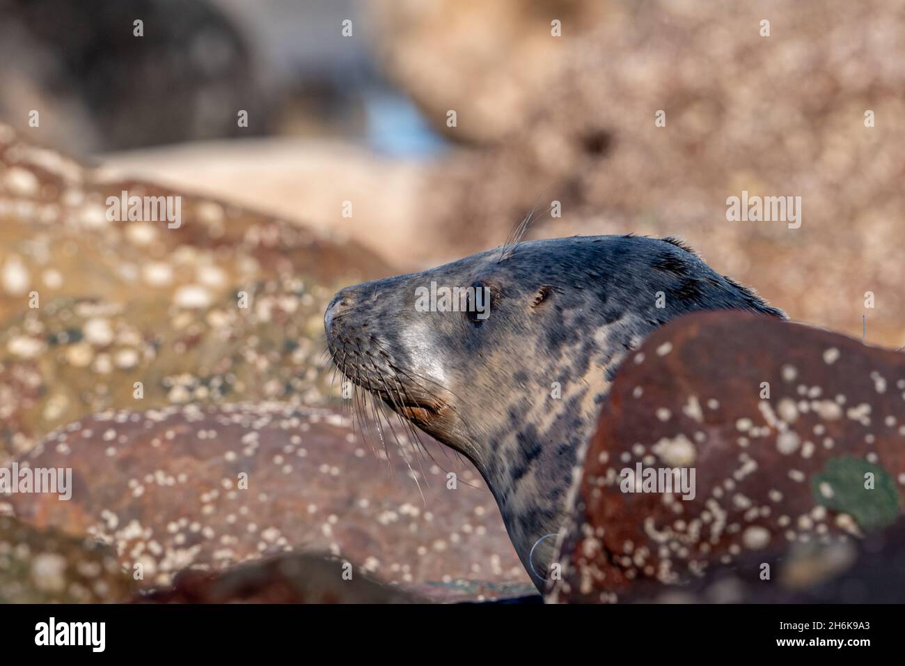 Foca grigia yorkshire immagini e fotografie stock ad alta risoluzione ...