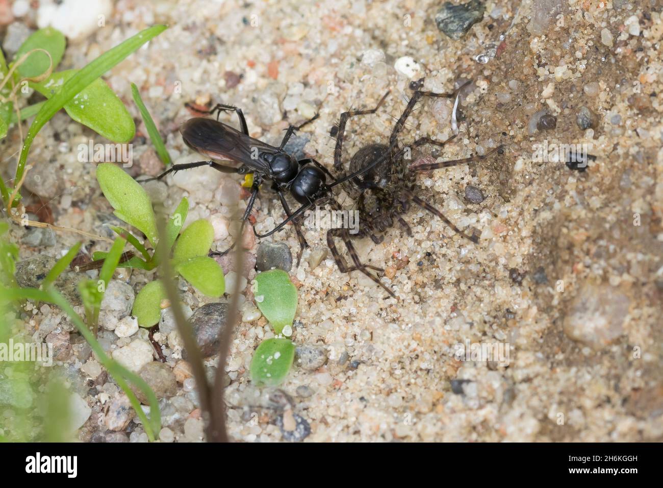 Les pompiles immagini e fotografie stock ad alta risoluzione - Alamy
