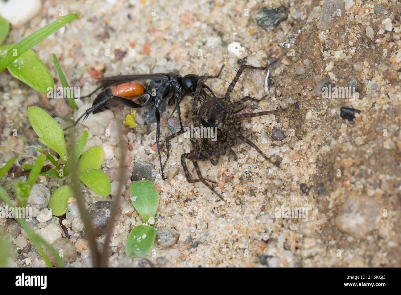 Les pompiles immagini e fotografie stock ad alta risoluzione - Alamy