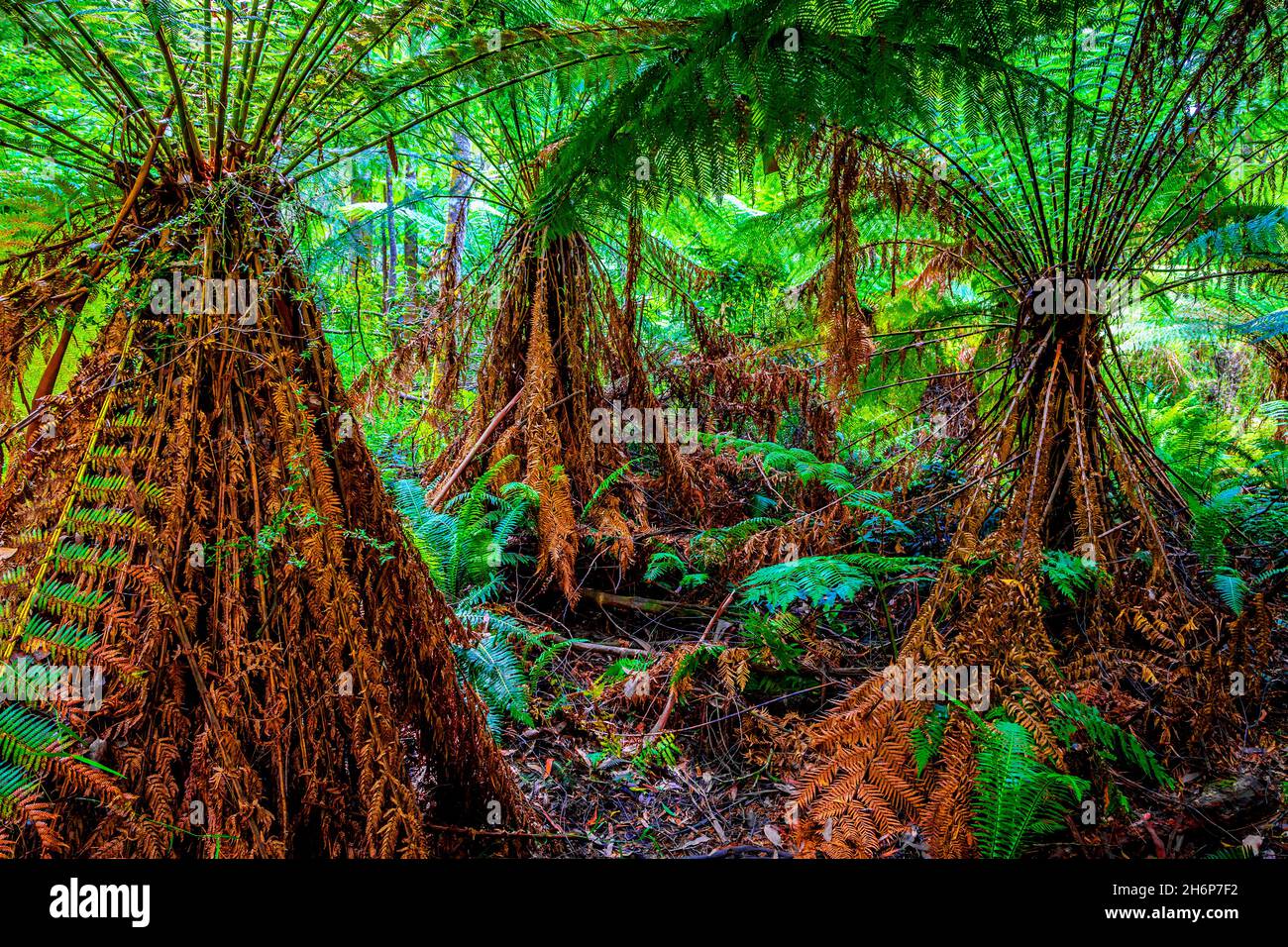 Dandenong ranges national park immagini e fotografie stock ad alta ...