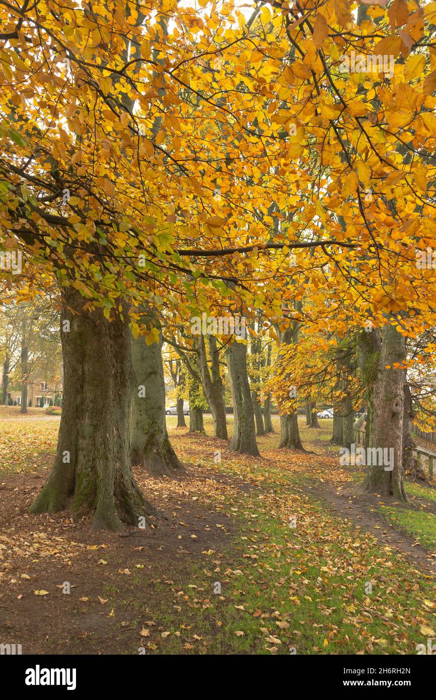 Una copse di alberi di faggio in autunno. Gli alberi si trovano a ...