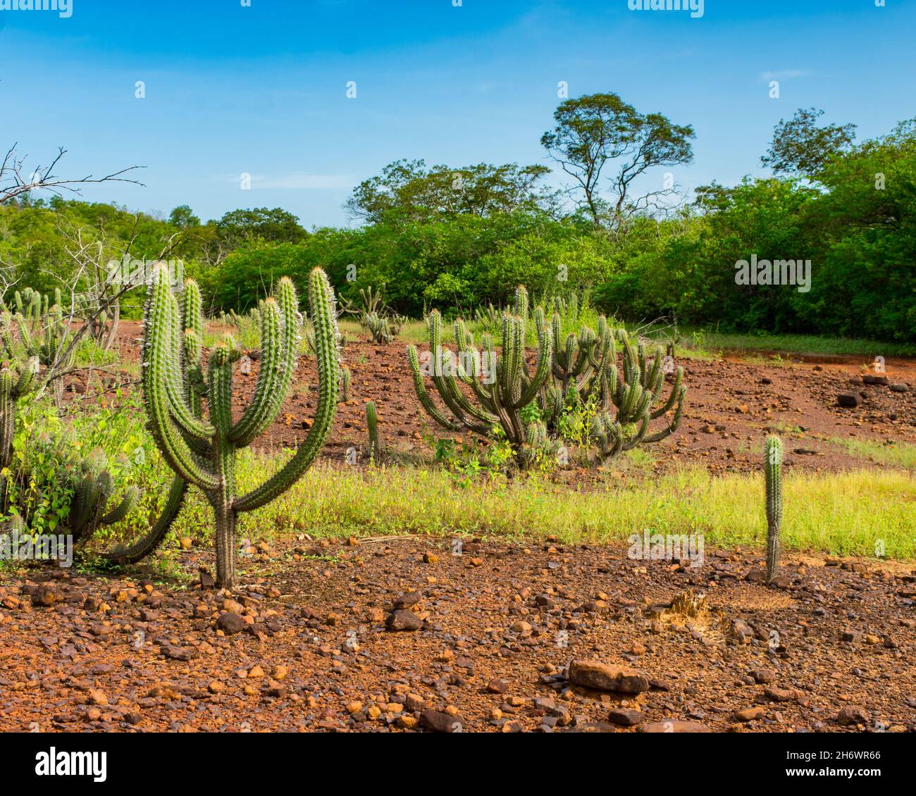 Nativo della caatinga immagini e fotografie stock ad alta risoluzione ...