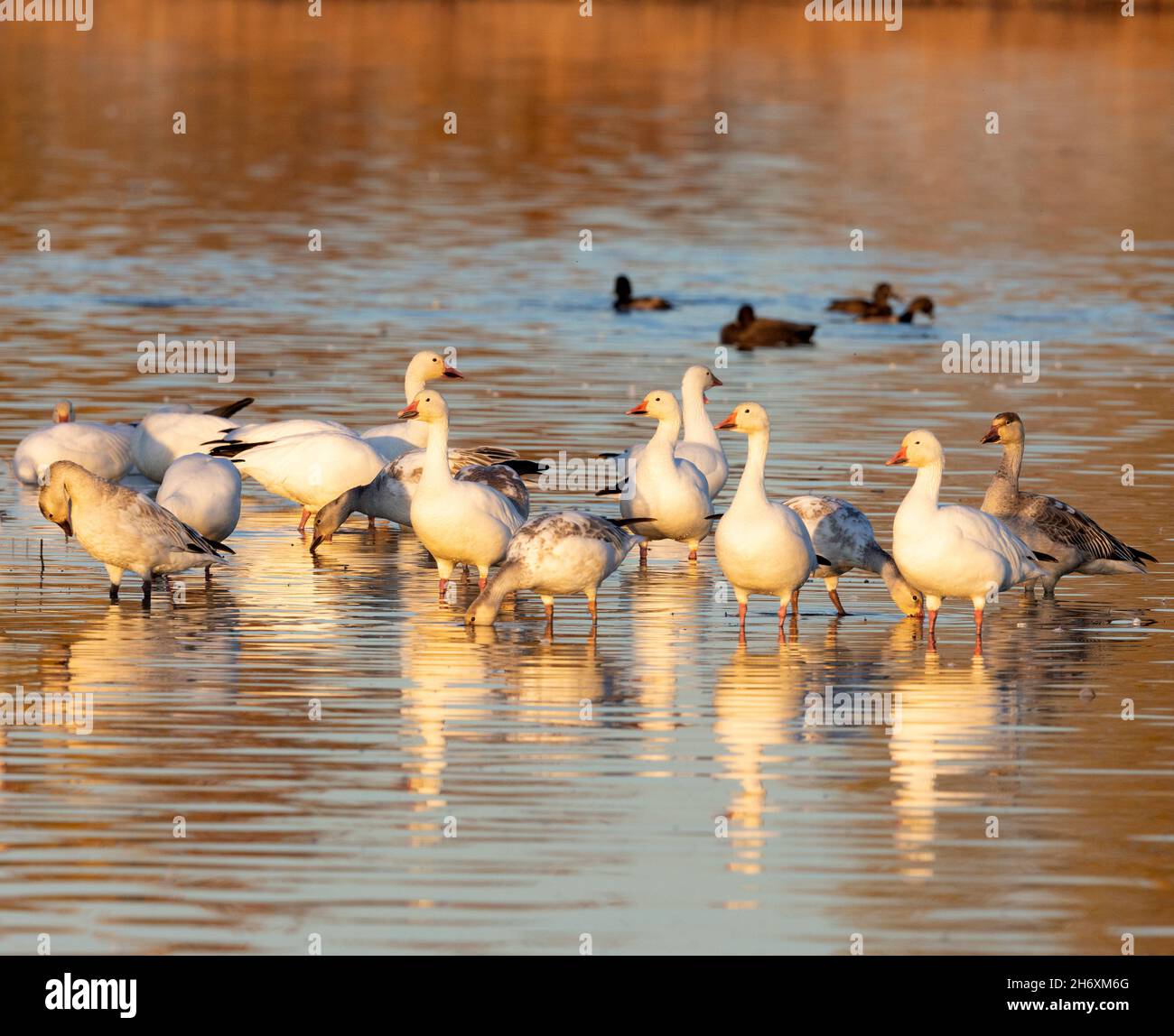 Oche alla luce immagini e fotografie stock ad alta risoluzione - Alamy
