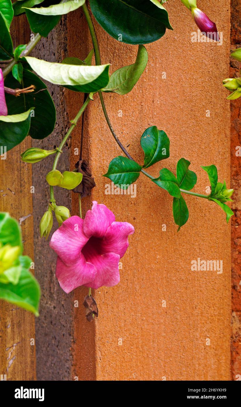 Fiore rampicante viola immagini e fotografie stock ad alta risoluzione ...