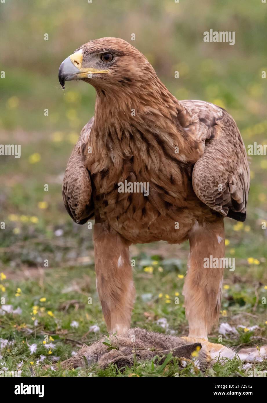Aquila della spagna immagini e fotografie stock ad alta risoluzione - Alamy