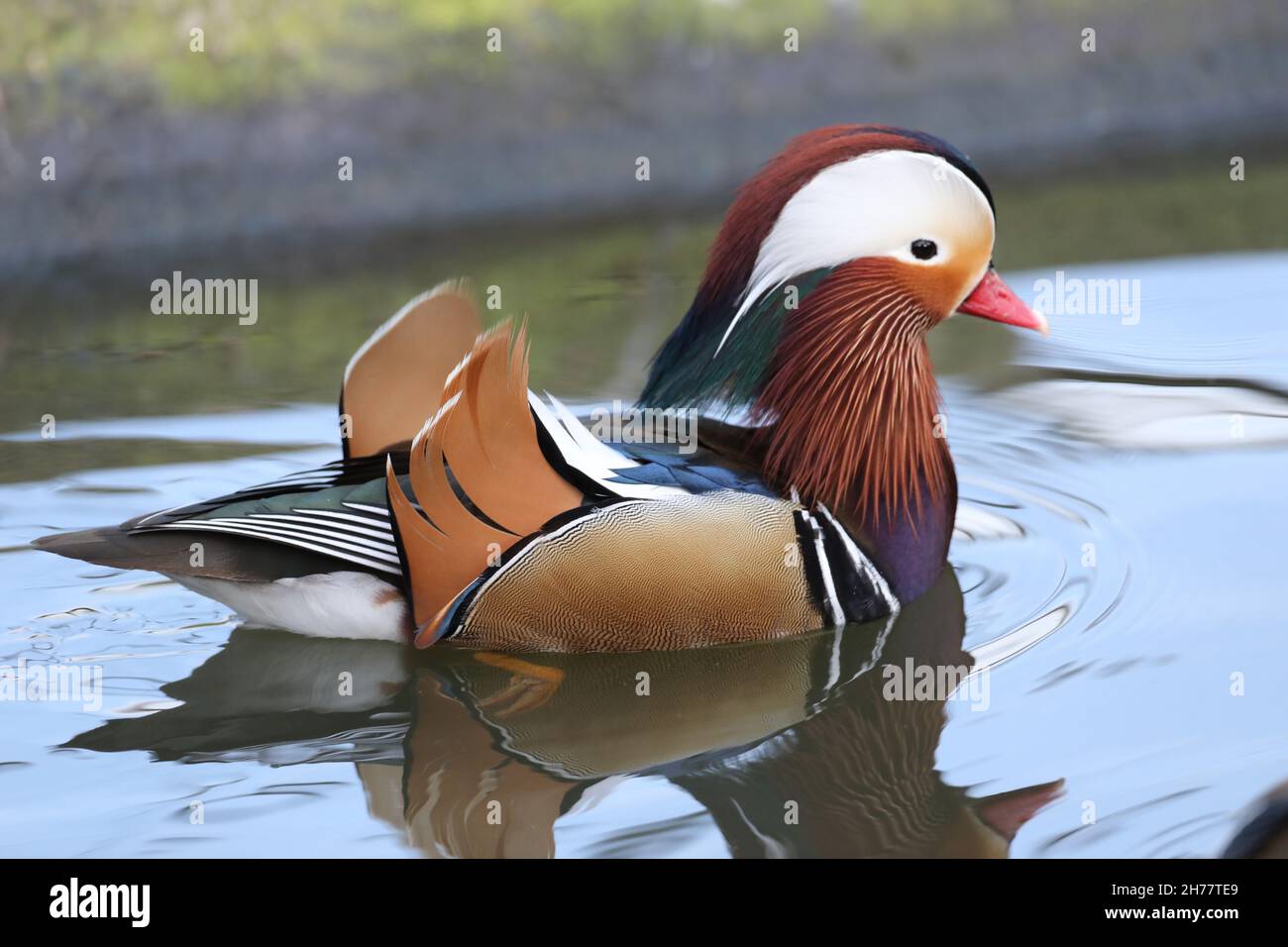 Anatra mandarino (Aix galericulata). Maschio in piumage di riproduzione ...