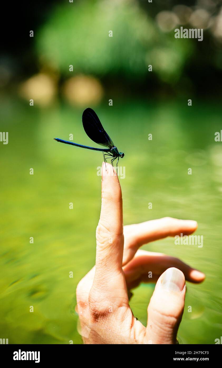 Libellula blu su una mano immagini e fotografie stock ad alta ...
