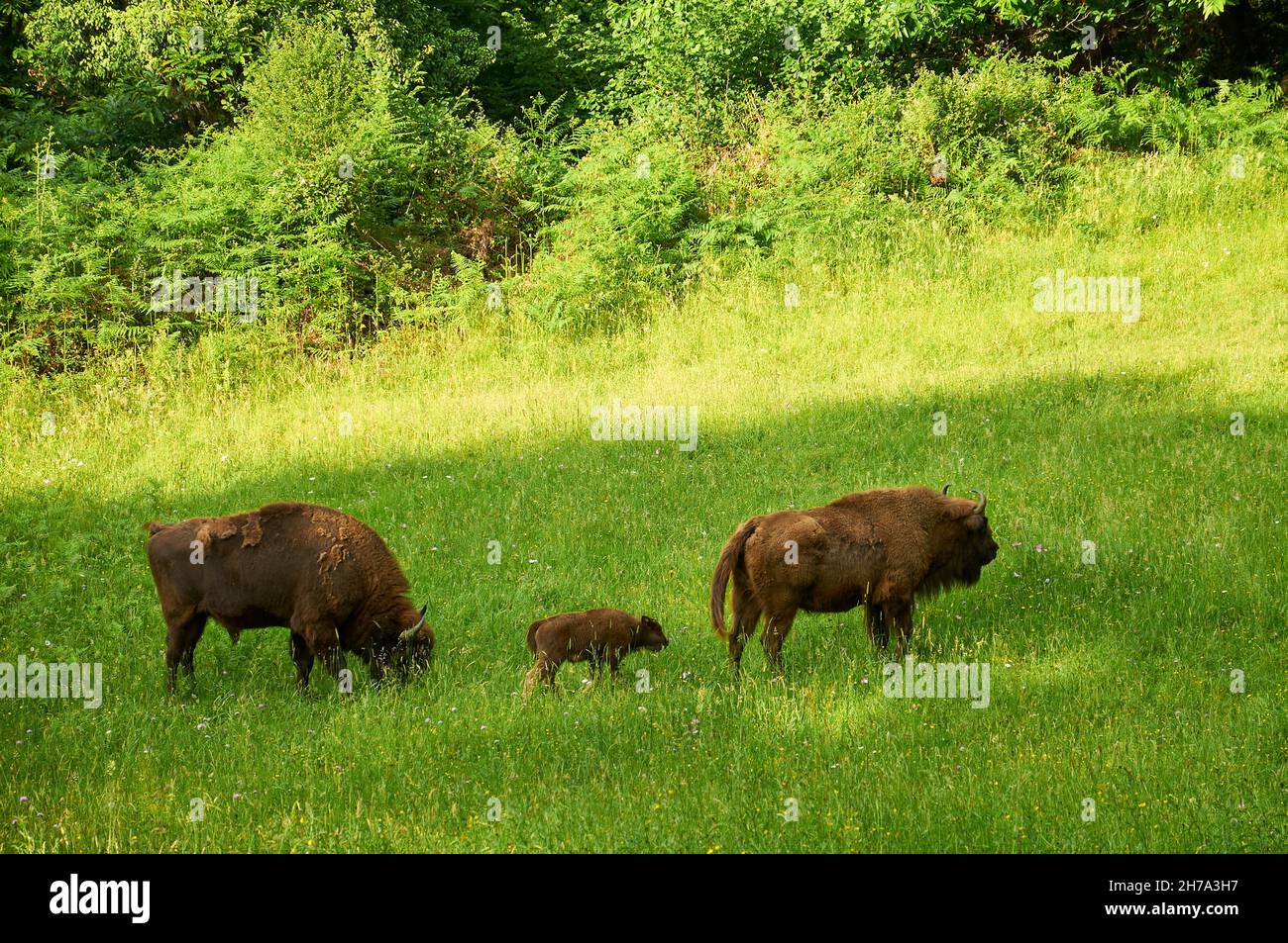 I bisoni europei (Bison bonasus), chiamati Lipión e Pipa, con il loro ...