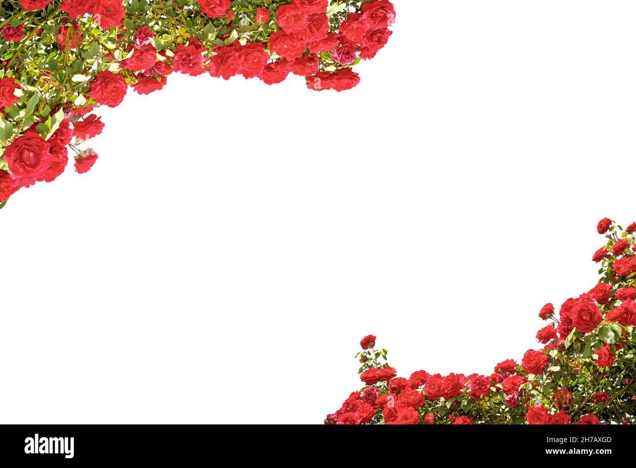 Flower border clip art immagini e fotografie stock ad alta risoluzione ...