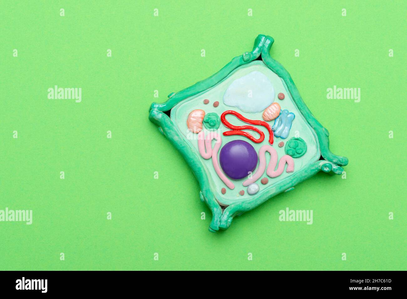 Cellula eucariotica vegetale immagini e fotografie stock ad alta risoluzione - Alamy