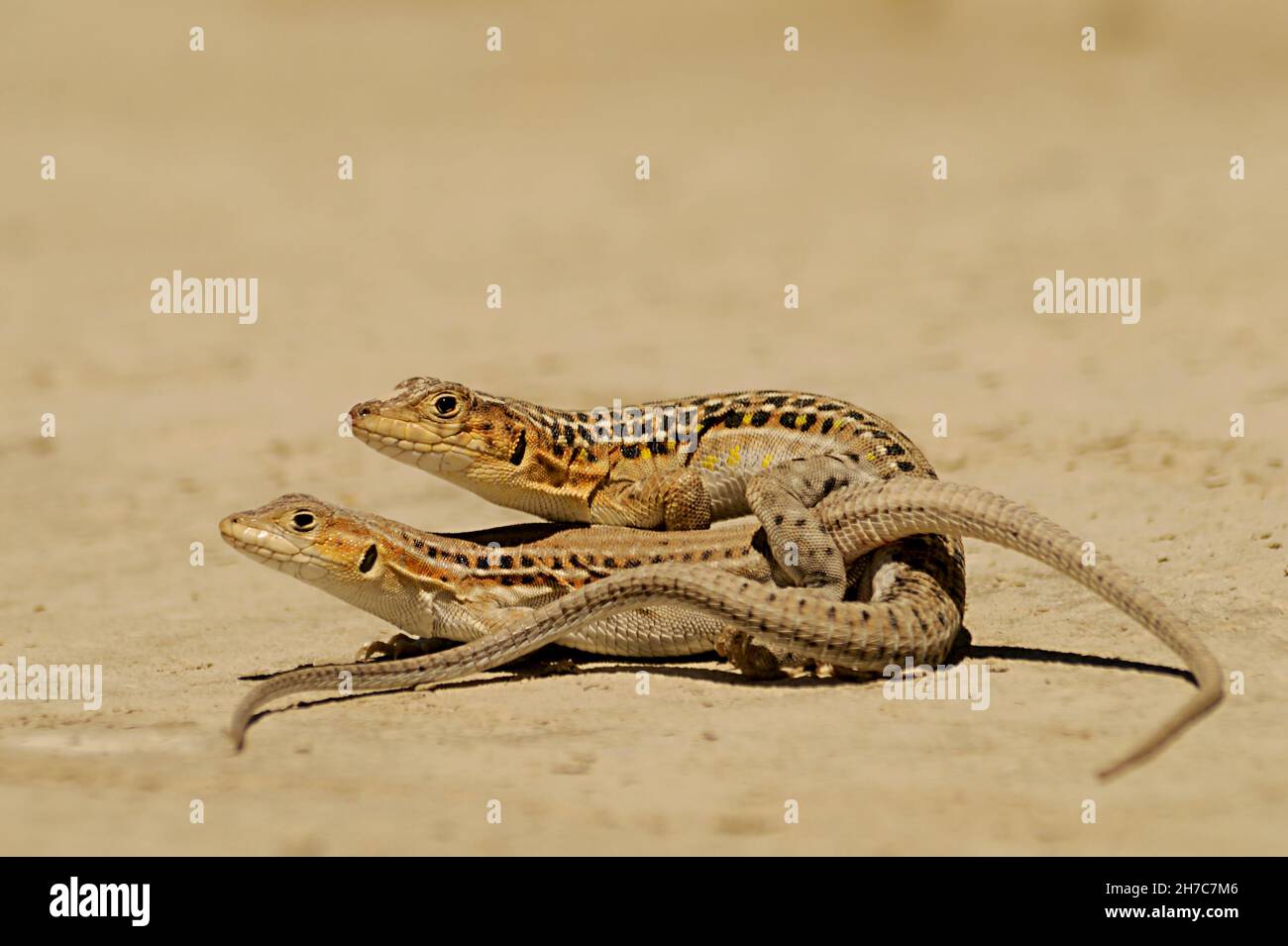 Rettili rossi del deserto immagini e fotografie stock ad alta ...