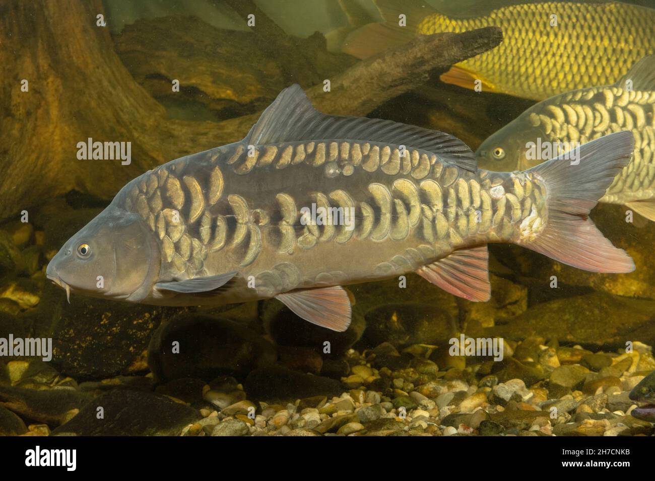 Carpa, carpa comune, carpa europea (Cyprinus carpio), carpa ...