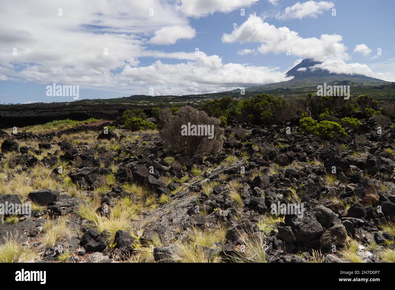 Panorama pico island vineyard culture immagini e fotografie stock ad ...