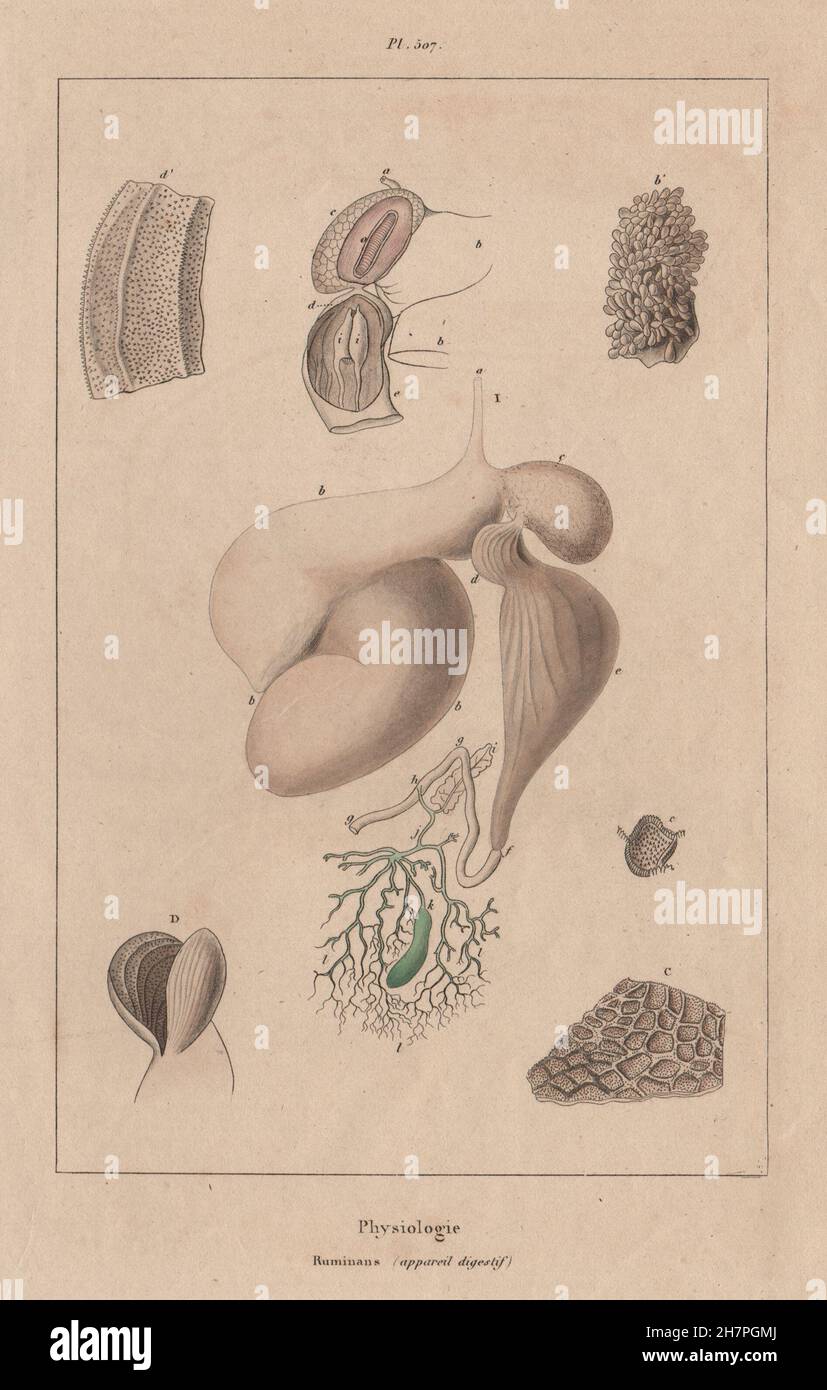 Fisiologia: Ruminans (appareil digestivo). Ruminanti sistema digestivo ...