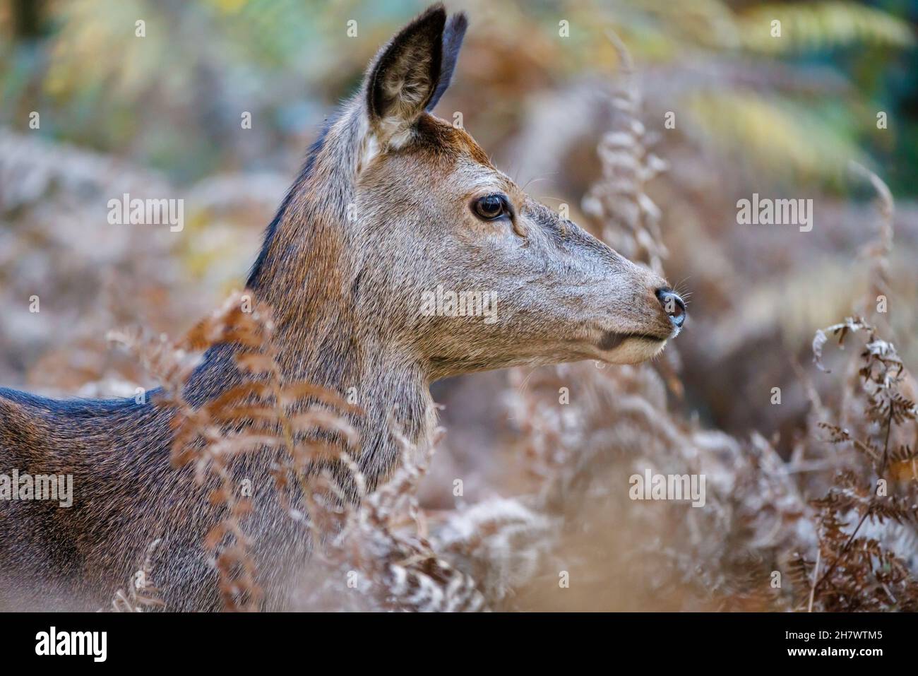Vista ravvicinata della testa di un cervo rosso (Cervus elaphus) doe ...