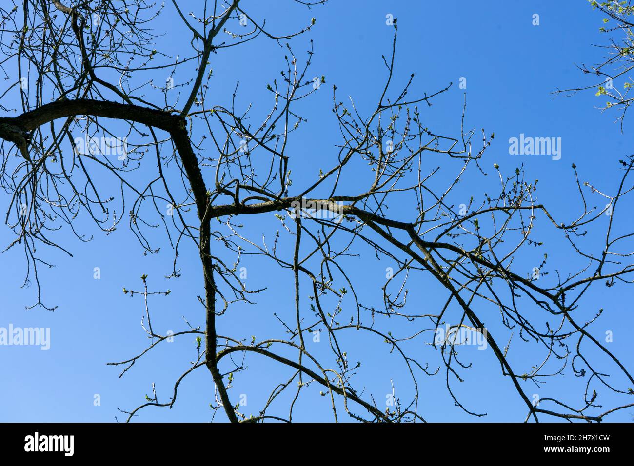 Aste hintergrund immagini e fotografie stock ad alta risoluzione - Alamy