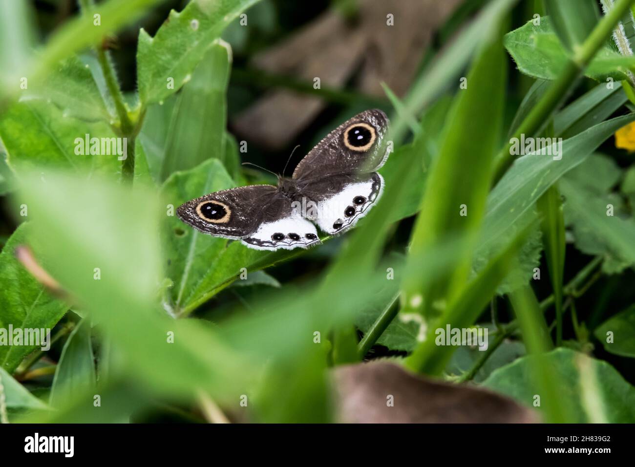 Falena bianca con macchie nere immagini e fotografie stock ad alta ...