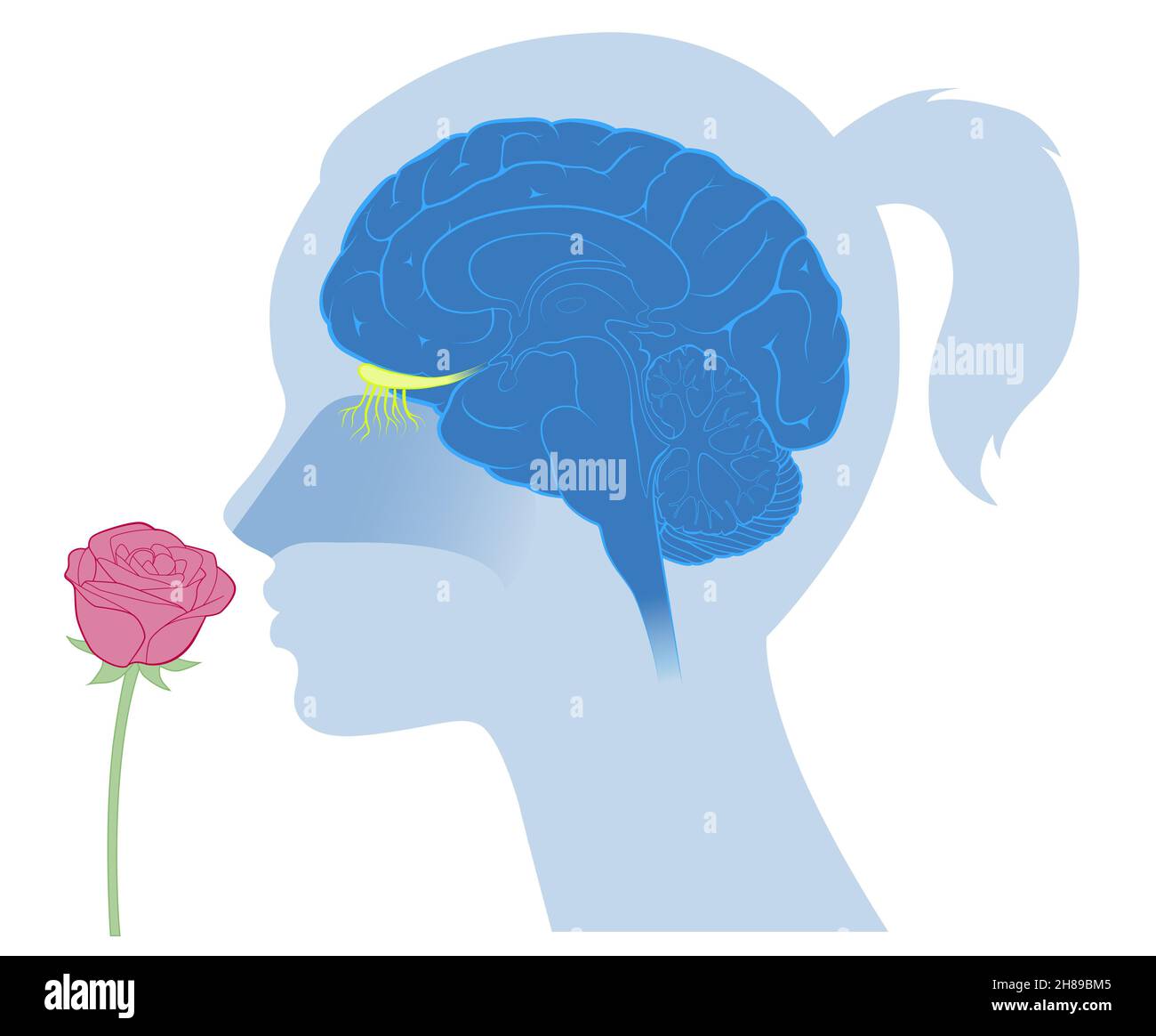 Anatomia del fiore immagini e fotografie stock ad alta risoluzione - Alamy
