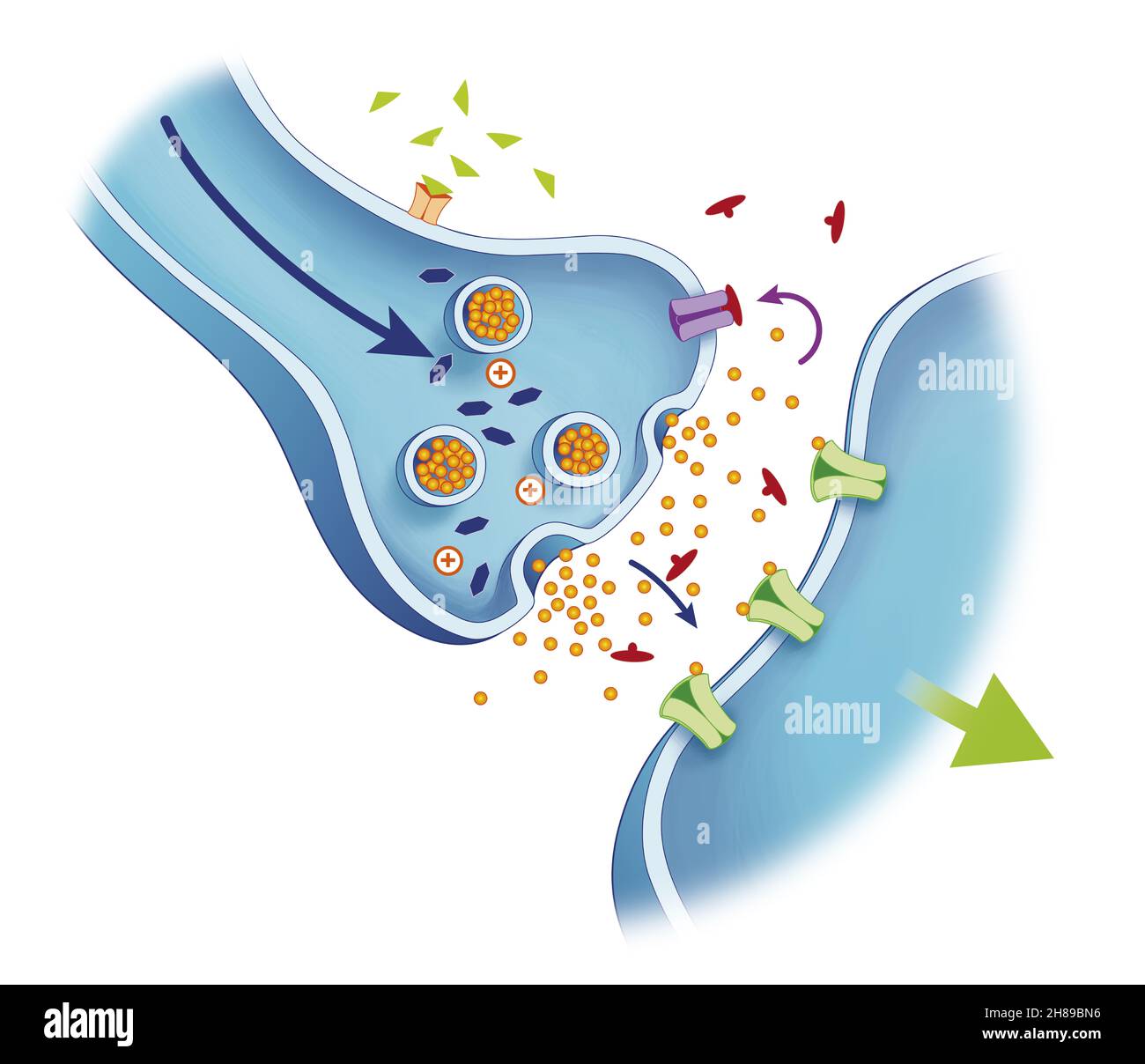 Anatomia delle sinapsi dei neuroni Immagini senza sfondo e Foto Stock ...