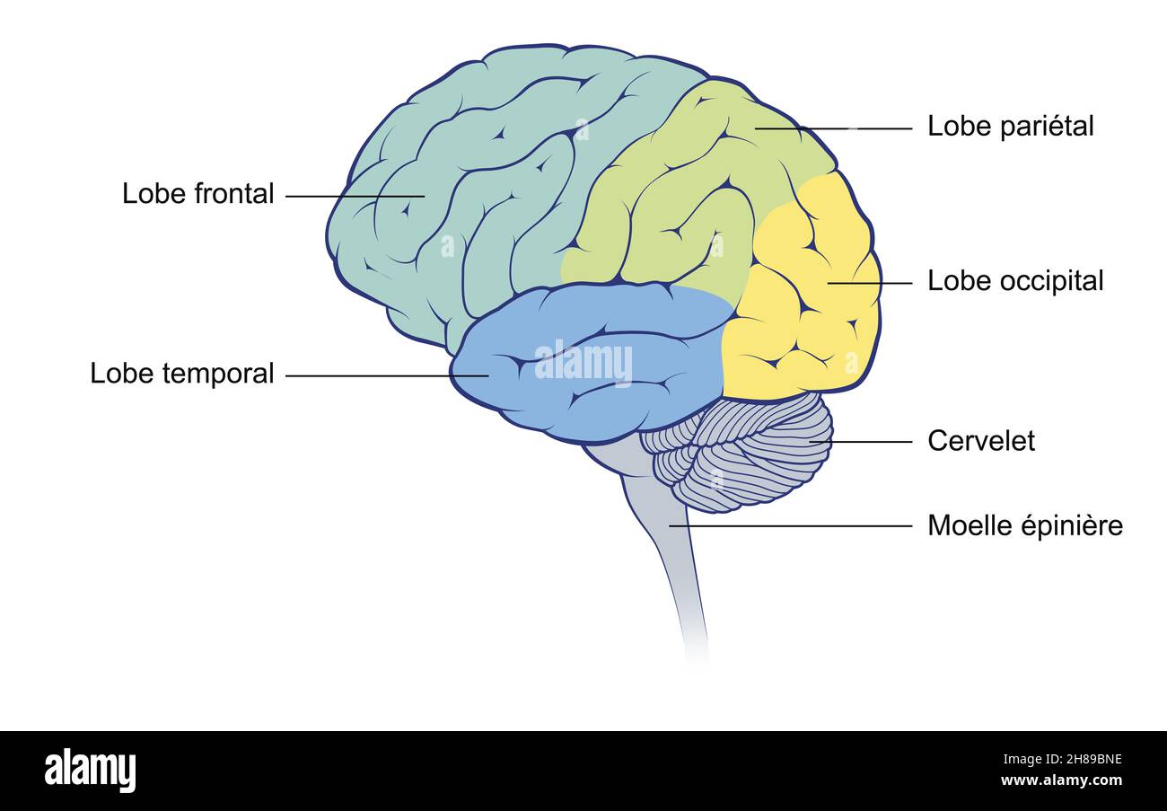 Le didascalie lo fanno immagini e fotografie stock ad alta risoluzione ...