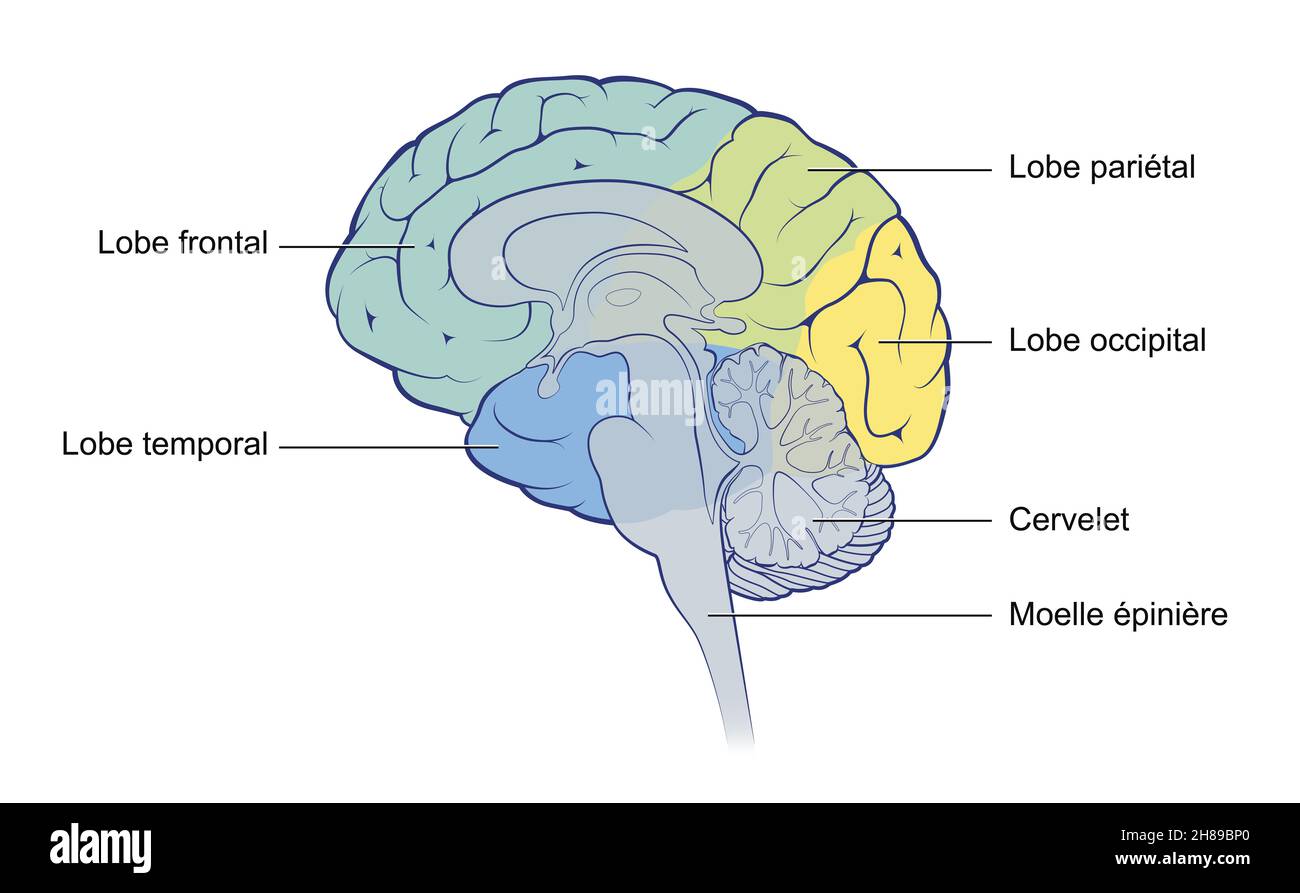 Sagittal plane immagini e fotografie stock ad alta risoluzione - Alamy