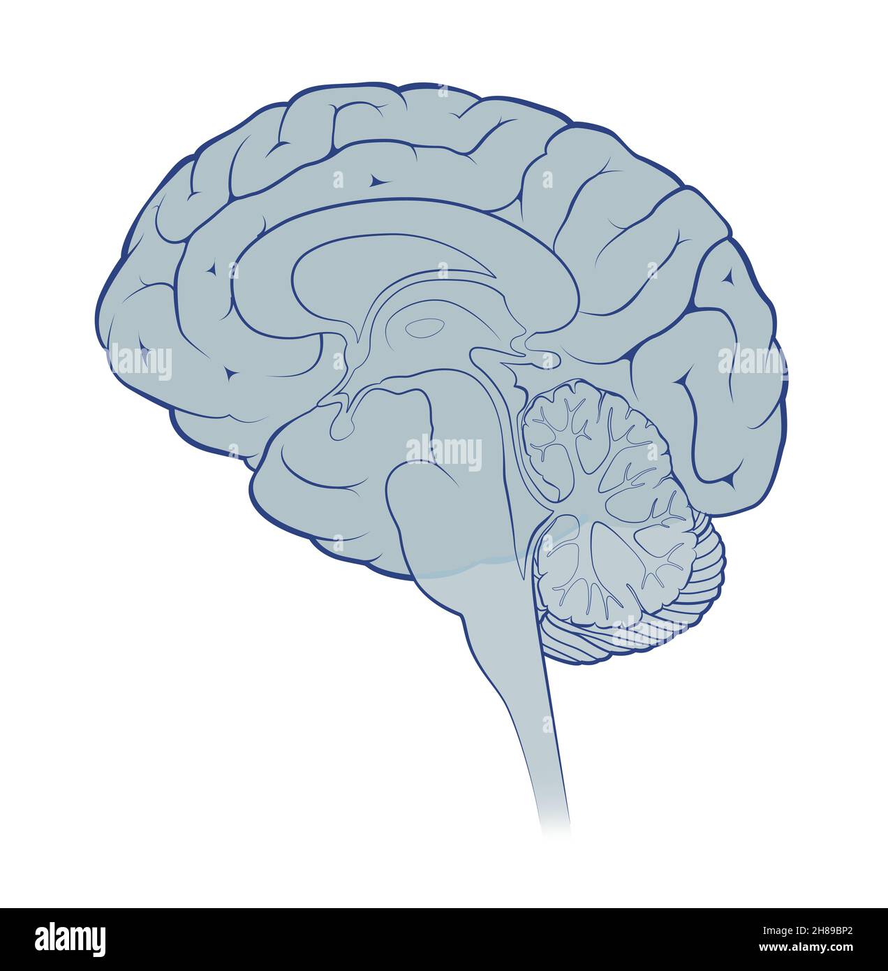 Sagittal plane immagini e fotografie stock ad alta risoluzione - Alamy