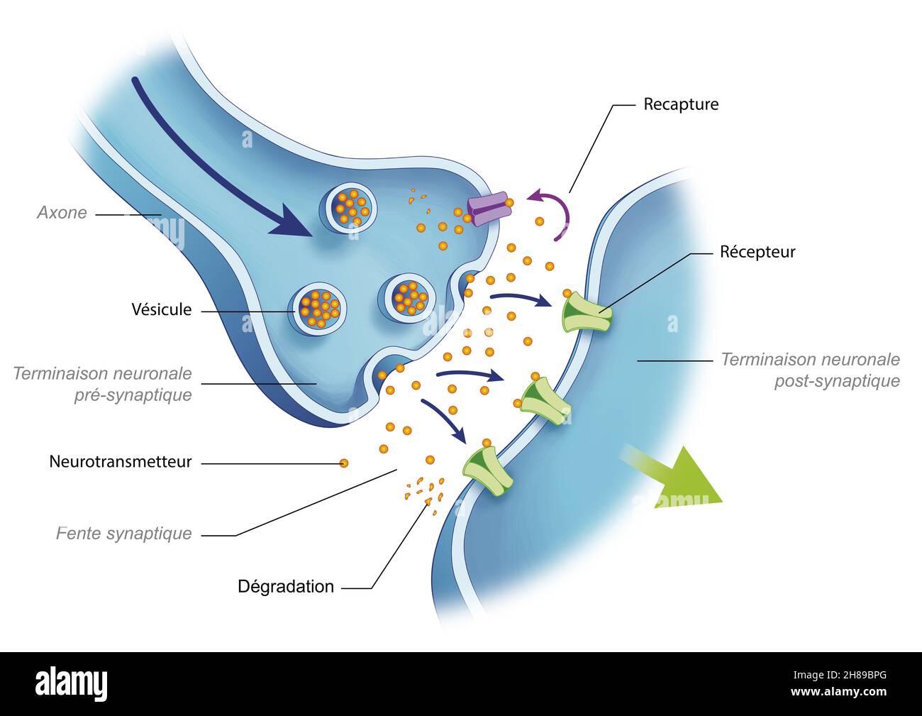 Anatomia delle sinapsi dei neuroni immagini e fotografie stock ad alta ...